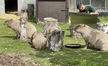 Shepreth Wildlife Park, Royston: Information, Tickets and Reviews