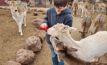 Grand Canyon Deer Farm, Williams, AZ: Information, Tickets and Reviews