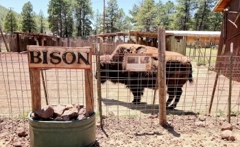 Grand Canyon Deer Farm, Williams, AZ: Information, Tickets and Reviews