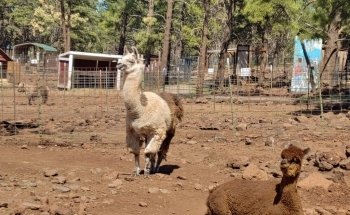 Grand Canyon Deer Farm, Williams, AZ: Information, Tickets and Reviews