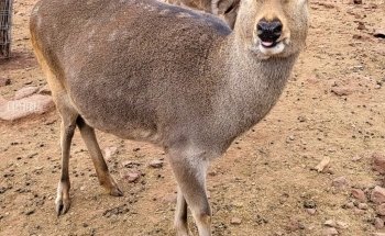 Grand Canyon Deer Farm, Williams, AZ: Information, Tickets and Reviews