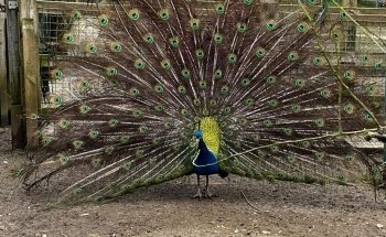 Woodside Animal Farm, Luton: Information, Tickets and Reviews