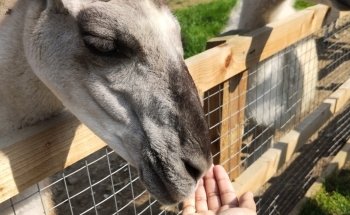 Woodside Animal Farm, Luton: Information, Tickets and Reviews