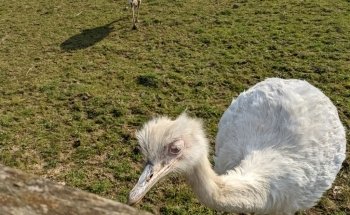 Woodside Animal Farm, Luton: Information, Tickets and Reviews