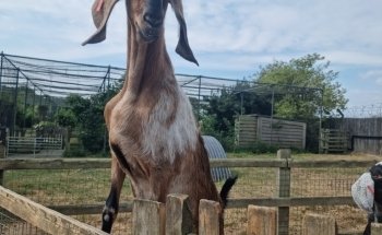 Woodside Animal Farm, Luton: Information, Tickets and Reviews