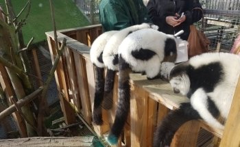 Maldon Promenade Zoo: Information, Tickets and Reviews