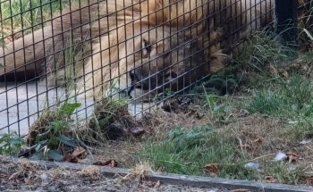 Linton Zoo Conservation Park, Cambridgeshire's Wildlife Breeding Centre ...