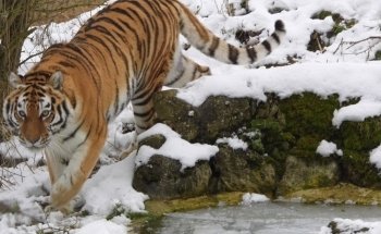 Hamerton Zoo Park, Huntingdon: Information, Tickets and Reviews