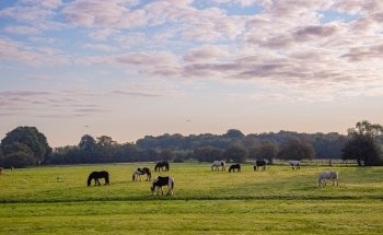 Maldon Promenade Zoo: Information, Tickets and Reviews