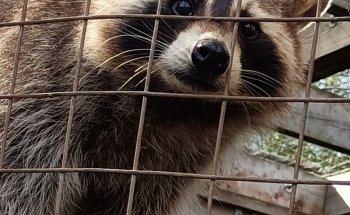 Rodbaston Animal Zone, Stafford: Information, Tickets and Reviews