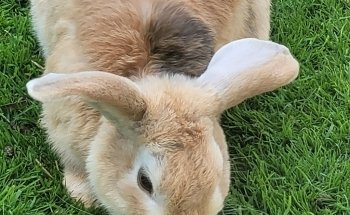 Wiggleys Fun Farm, Bridgend: Information, Tickets and Reviews