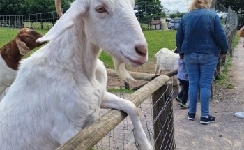 Wiggleys Fun Farm, Bridgend: Information, Tickets and Reviews