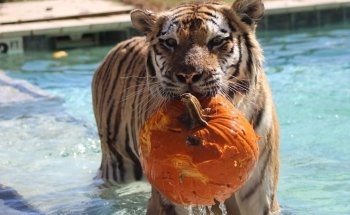 Tiger World, Rockwell, NC: Information, Tickets and Reviews