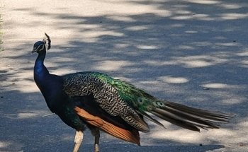 Tiger World, Rockwell, NC: Information, Tickets and Reviews