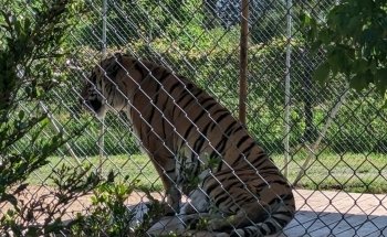 Tiger World, Rockwell, NC: Information, Tickets and Reviews