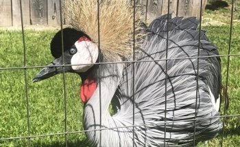 Tiger World, Rockwell, NC: Information, Tickets and Reviews