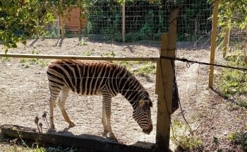 Maldon Promenade Zoo: Information, Tickets and Reviews