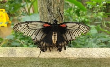Butterfly World & Farm Park, Swindon: Information, Tickets and Reviews