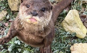 Butterfly World & Farm Park, Swindon: Information, Tickets and Reviews