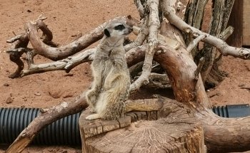 Rodbaston Animal Zone, Stafford: Information, Tickets and Reviews