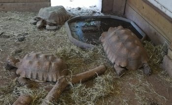Rodbaston Animal Zone, Stafford: Information, Tickets and Reviews