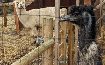 Maldon Promenade Zoo: Information, Tickets and Reviews