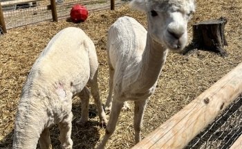 Maldon Promenade Zoo: Information, Tickets and Reviews