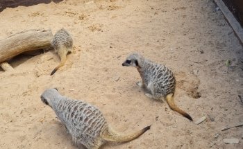 Maldon Promenade Zoo: Information, Tickets and Reviews