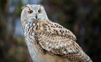Hamerton Zoo Park, Huntingdon: Information, Tickets and Reviews