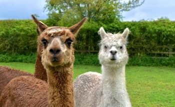 Rodbaston Animal Zone, Stafford: Information, Tickets and Reviews