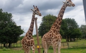 Hobbledown Adventure Farm Park and Zoo, Epsom: Information, Tickets and ...