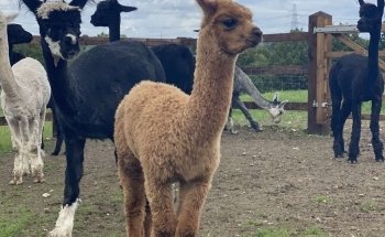 Maldon Promenade Zoo: Information, Tickets and Reviews