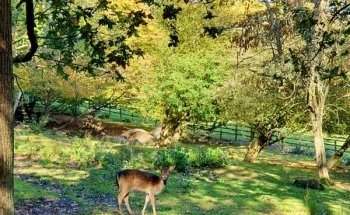 Woodside Animal Farm, Luton: Information, Tickets and Reviews