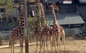 Maldon Promenade Zoo: Information, Tickets and Reviews