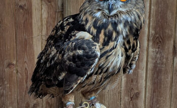Hamerton Zoo Park, Huntingdon: Information, Tickets and Reviews