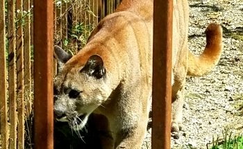 Arkansas Alligator Farm & Petting Zoo, Hot Springs, AR: Information ...