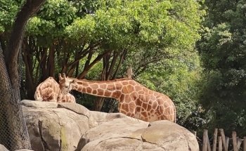 Chapultepec Zoo, Ciudad de México: Information, Tickets and Reviews