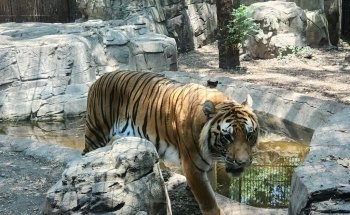 Chapultepec Zoo, Ciudad de México: Information, Tickets and Reviews
