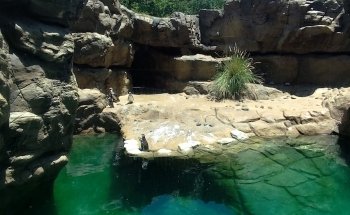Chapultepec Zoo, Ciudad de México: Information, Tickets and Reviews