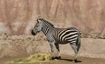 Chapultepec Zoo, Ciudad de México: Information, Tickets and Reviews
