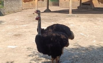 Parque Zoológico La Pastora, Guadalupe: Información, Entradas y Opiniones