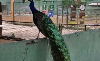 Zoo Queretaro Wameru, Querétaro: Información, Entradas y Opiniones