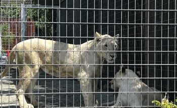 Plumpton Park Zoo, Rising Sun, MD: Information, Tickets and Reviews