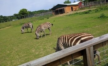 Plumpton Park Zoo, Rising Sun, MD: Information, Tickets and Reviews