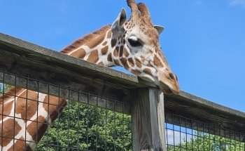 Plumpton Park Zoo, Rising Sun, MD: Information, Tickets and Reviews