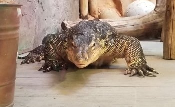 Capron Park Zoo, Attleboro, MA: Information, Tickets and Reviews
