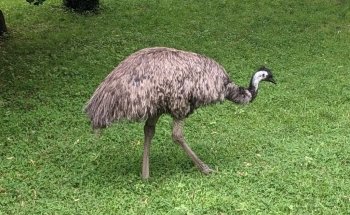 Capron Park Zoo, Attleboro, MA: Information, Tickets and Reviews