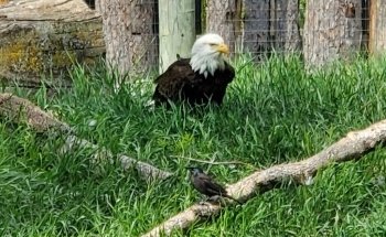 Red River Zoo, Fargo, ND: Information, Tickets and Reviews