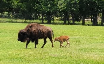 Arbuckle Wilderness, Davis, SD: Information, Tickets and Reviews
