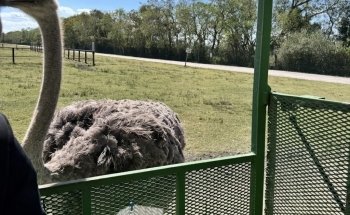 Bayou Wildlife Zoo, Alvin, TX: Information, Tickets and Reviews
